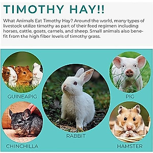 Bunny Honey Timothy Hay for Pets - Premium Quality All-Natural Feed for Rabbits, Guinea Pigs, and Chinchillas (Timothy5LB)