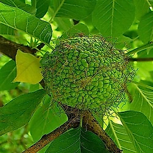 KVITER 10 Apple Monkey Ball Maclura Pomifera Tree Seeds - Organic Fresh Tree Seeds for Planting - Live Tree Seeds for Home and Garden