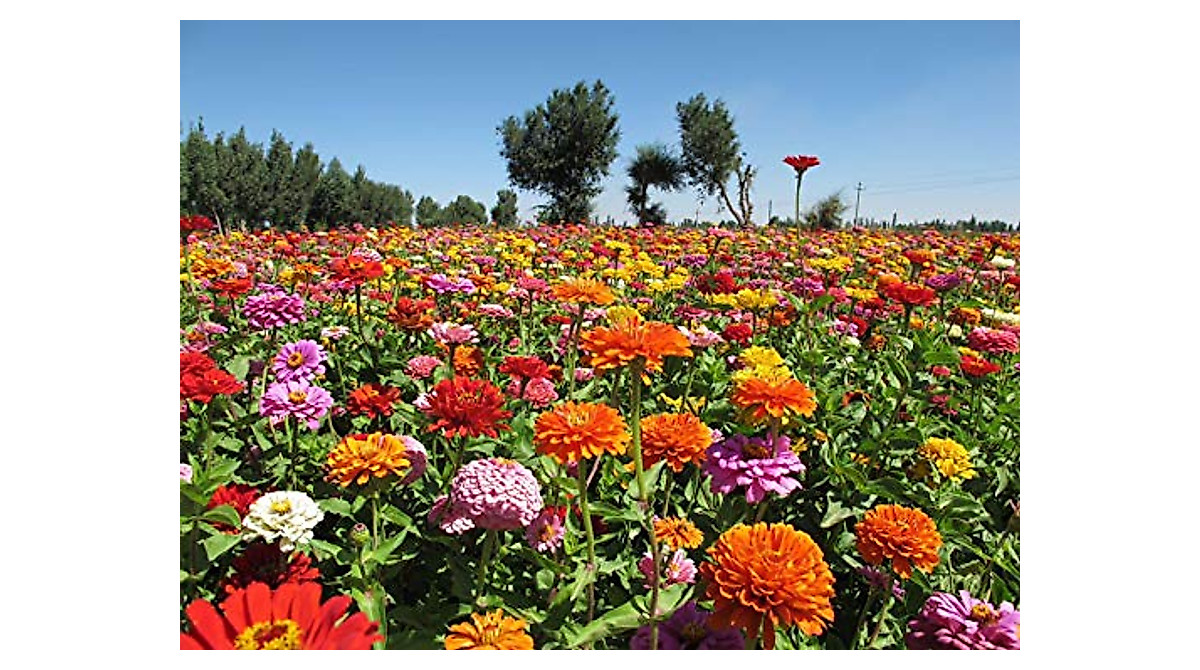 Bright Mixed Double Zinnia Seeds - 150+ Flower Varieties