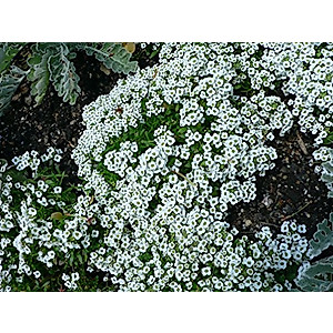 Alyssum Carpet of Snow Nice Garden Flower by Seed Kingdom Bulk 40,000 Seeds