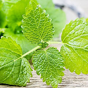 Lemon Balm Seeds - 1 Pound - Herb Seeds, Open Pollinated Seed Attracts Bees, Attracts Butterflies, Attracts Hummingbirds, Attracts Pollinators, Easy to Grow & Maintain, Fragrant, Container Garden