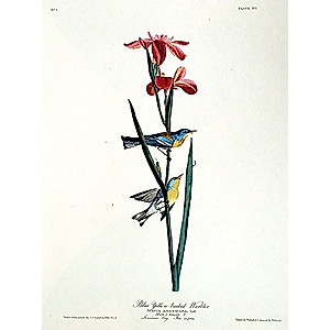 Blue Yellow-backed Warbler. From"The Birds of America" (Amsterdam Edition)