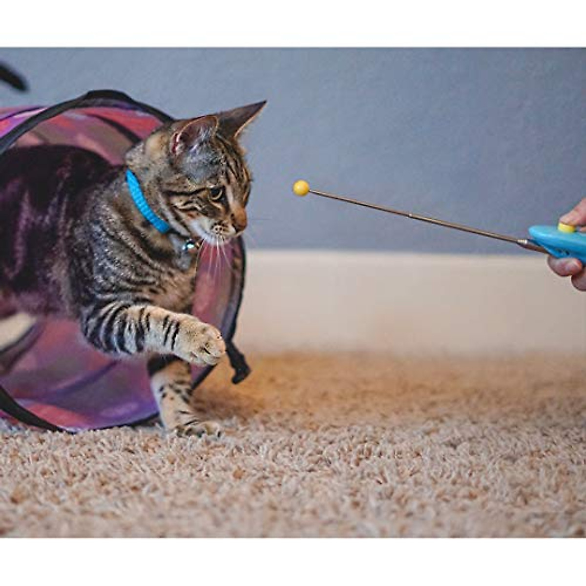 CAT SCHOOL Clicker Training Kit for Cats - 1 Cat Training Clicker, 1 Target Stick, 1 Step-by-Step Instruction Booklet - Clicker Tools for Cat Training, Fist Bump Training, Positive Behavior