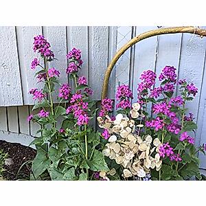 Gaea's Blessing Seeds - Honesty Seeds - Non-GMO Seeds with Easy to Follow Planting Instructions, Annual Honesty, Moonwort, Money Plant, Silver Dollar Plant, Lunaria Annua, 90% Germination Rate