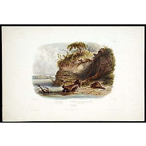 Beaver Hut on the Missouri