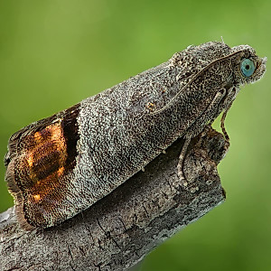 VivaTrap VT-106 Codling + Oriental Fruit Moth Trap & Lure (2 Pack, 8 Week)