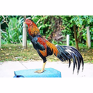 HULX 80 Capsule, Rooster Booster UN Sun Speed Vitamins Health Chicken Supplement Super Increasing Energy, Stronger & More Power Healthy Formula Feed for Bird Poultry, Cock Fighting Gamecocks Hen Food