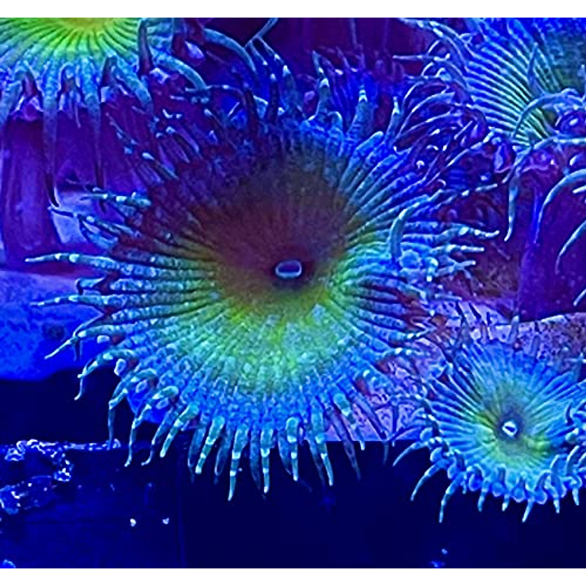 coralSLover Live Saltwater Coral Frag - Captain Jerk Palythoas (5 Heads)