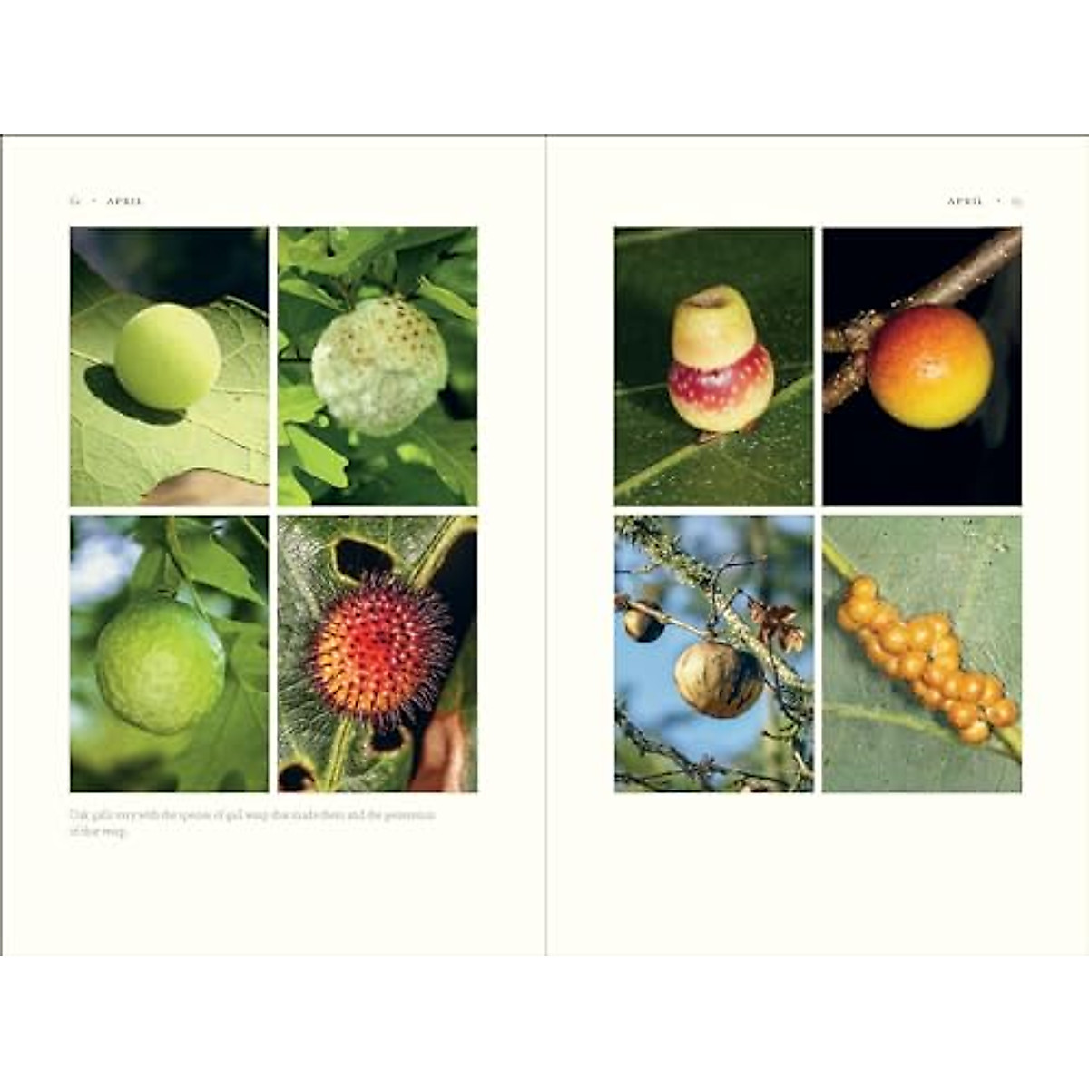 The Nature of Oaks: The Rich Ecology of Our Most Essential Native Trees