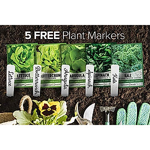 Lettuce and Greens Heirloom Vegetable Seed Non-GMO Seeds for Planting Indoors and Outdoor 5 Packs - Lettuce Buttercrunch, Romaine, Arugula, Kale and Spinach by Gardeners Basics