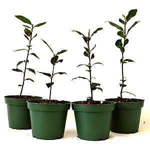 9Greenbox Bay Laurel Herb Pot Set, 4 Inch x 4 Inch, (Pack of 4)