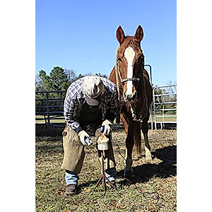 Basic Horse Hoof Trimmer Set – Electric Plug in - 110 Volt - Accessories Included