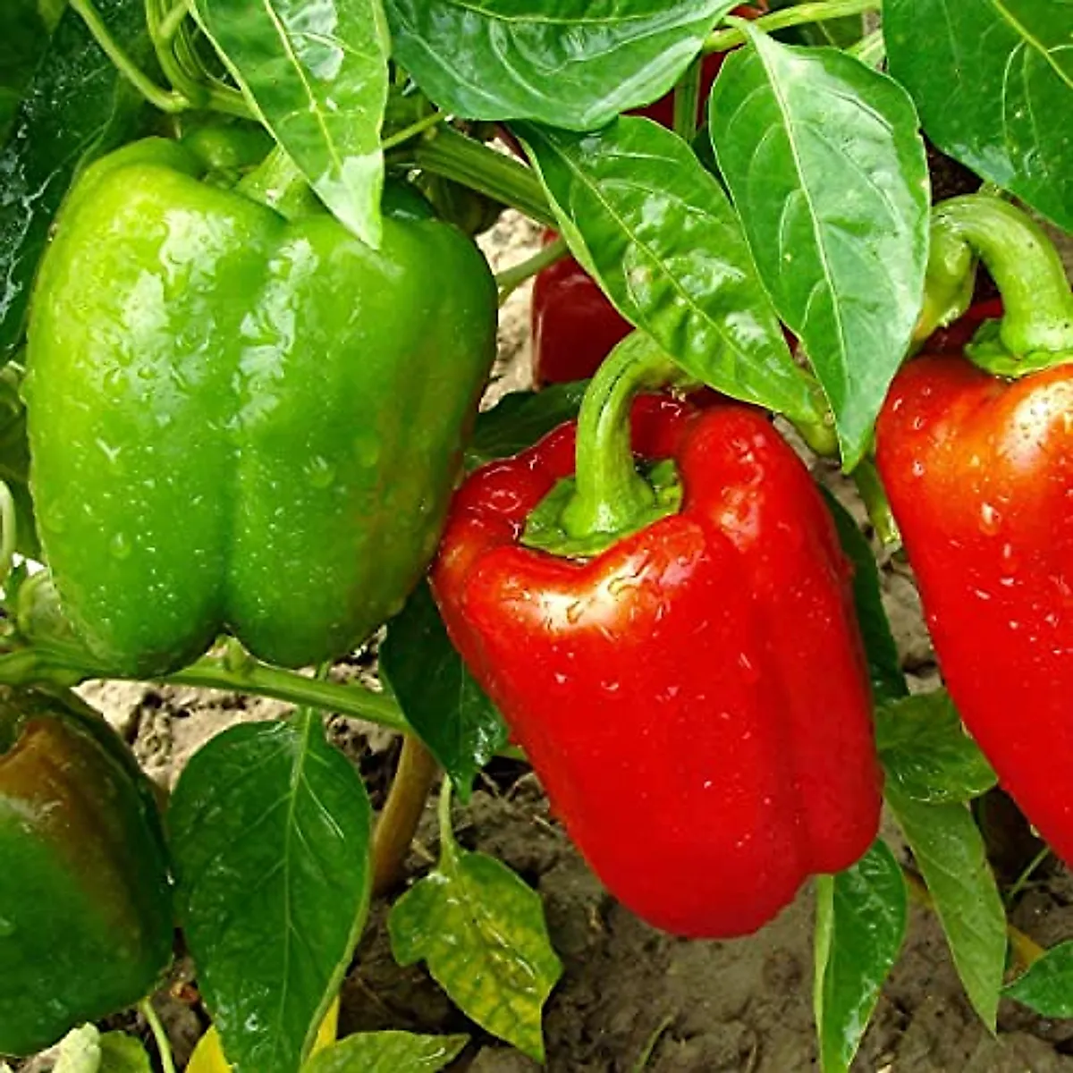 The Old Farmer's Almanac Heirloom Sweet Pepper Seeds (Big Red) - Approx 30 Seeds - Non-GMO, Open Pollinated, USA Origin
