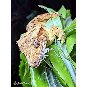 Josh's Frogs 1/2" Banded Crickets (72 Count)