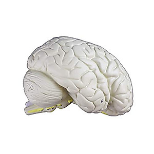 Vision Scientific VAB401-3 Life Size Human Brain Models-3 Parts | Shows Frontal, Parietal, Temporal & Occipital Lobes | Half of Brain Stem | Half of Cerebellum | Instruction Manual Included