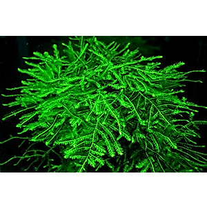 Aquatic Discounts - 4 Types of Easy/Beginner Live Aquarium Plants - Anubias + Amazon Sword + Ludwigia + Java Moss BUY2GET1FREE!