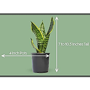 Essential Houseplant Collection (4PK) Live Plants Indoor Plants Live Houseplants in Plant Pots, Easy House Plants Indoors Live, Snake Plant, Pothos in Potting Soil, Clean Air Plants by Plants for Pets