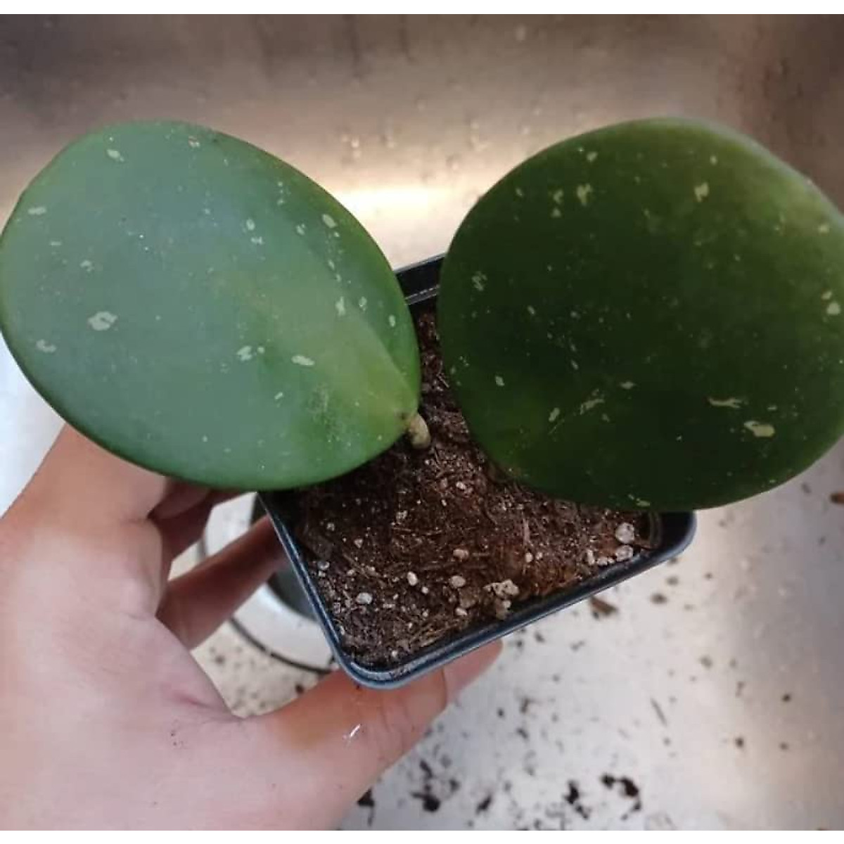 Hoya Obovata Splash Live Plant Houseplants - 3'' Pot Ornaments Perennials Garden Growing Planting Can Grow Well Pots Gift