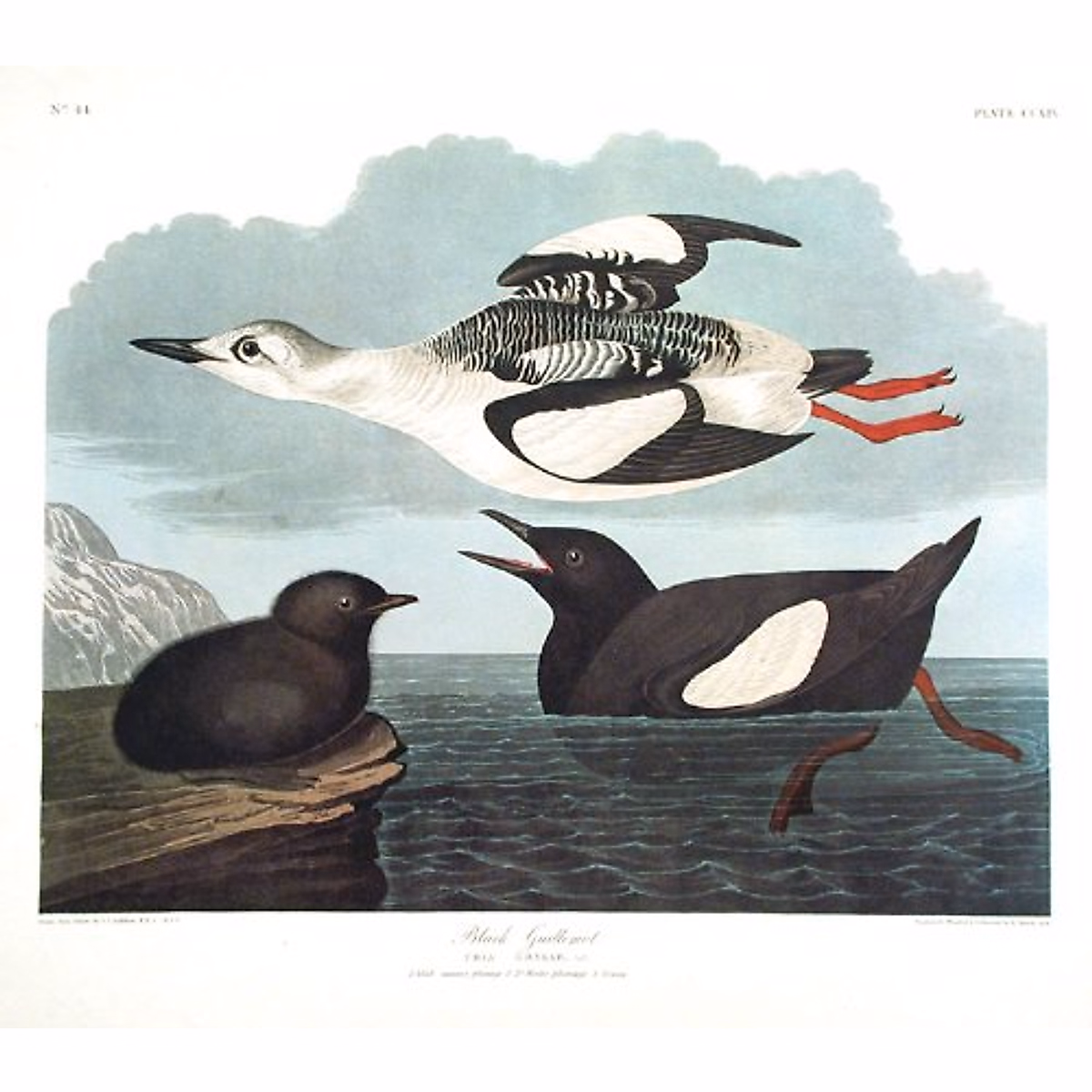 Black Guillemot. From"The Birds of America" (Amsterdam Edition)