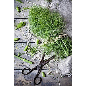 Gaea's Blessing Seeds - Fennel Seeds (2.0g) - Non-GMO Seeds with Easy to Follow Planting Instructions - Herb Seeds 85% Germination Rate