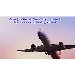 SOUTH SHORE RETAIL, LLC Assorted Community Fish Pack - Mystery Fish - Selected By Our Experts! - Live Fish (10 Pack)