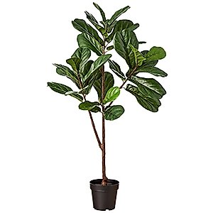 Amazon Brand - Stone & Beam Artificial Fiddle Leaf Fig Tree with Plastic Nursery Pot, 4.3 Feet (51 Inches) / Medium, Indoor
