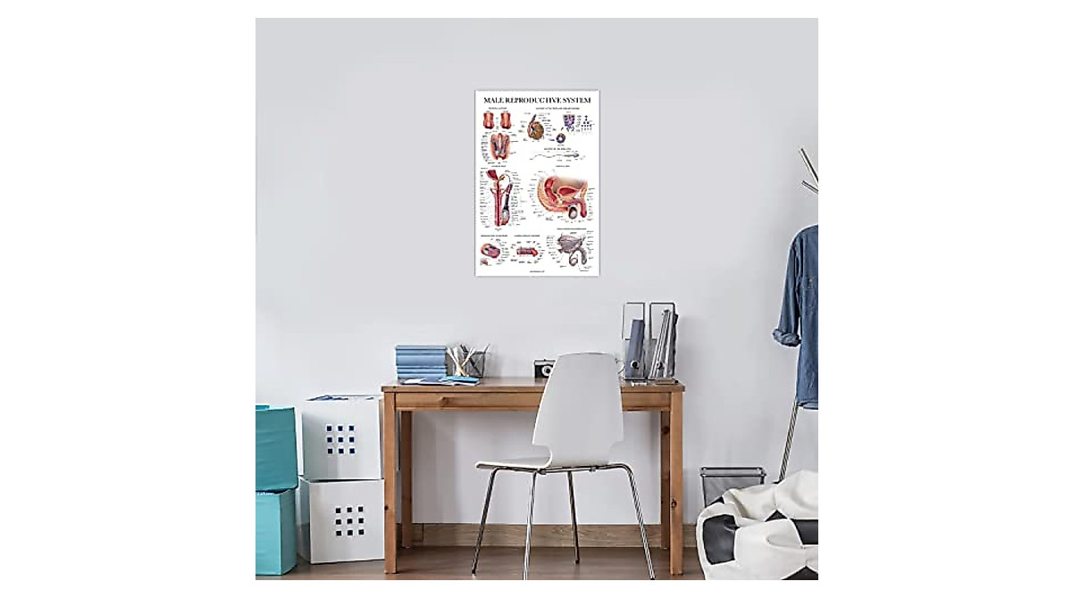Laminated Male Reproductive System Anatomical Chart