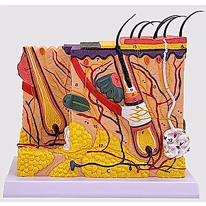 ZALTAS 50X Enlarged Anatomical Model Skin Model Anatomy for Science Classroom Study Display Teaching Medical Model Human Body Anatomy Replica A