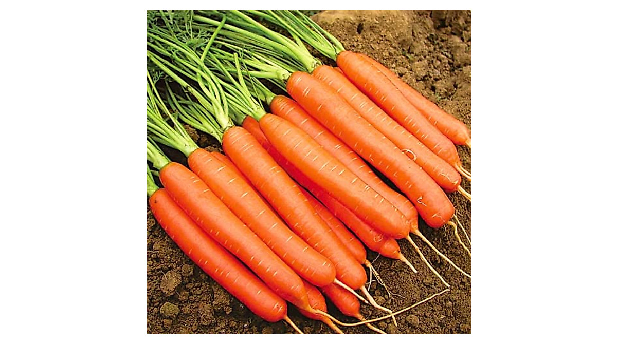 Park Seed Romance Hybrid Carrot Seed Tape - Easy Growing