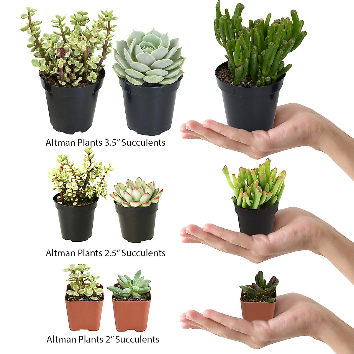Altman Plants Assorted Cactus Collection 2.5" 4 pack