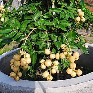 Dwarf Longan Seeds Evergreen Tree Small, Round, Sweet and Juicy Fruit Bonsai Container Outdoor 5Pcs Fruit Tree Seeds by YEGAOL Garden