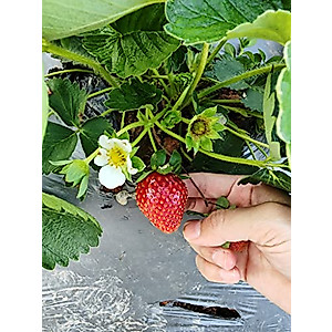 MOCCUROD Wild Strawberry 250 Seeds Perennial Containers Heirloom Non-GMO Fruit