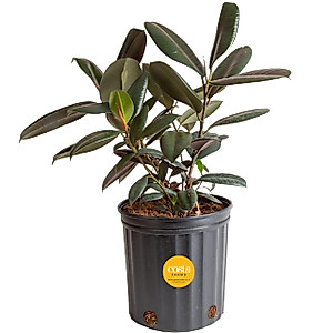 Costa Farms Burgundy Rubber Plant, Live Indoor Ficus Elastica Tree, Live Indoors Houseplant in Nursery Pot, Potting Soil Mix, Gift for Housewarming New House, Home or Office Decor, 2-3 Feet Tall