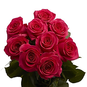50 Hot Pink Roses- Fresh Cut Flowers - Express Next Day Delivery