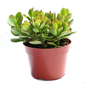 Live Jade Succulent Plant – Crassula Ovata Jade Succulent - Fully Rooted 4-Inch Jade Succulent