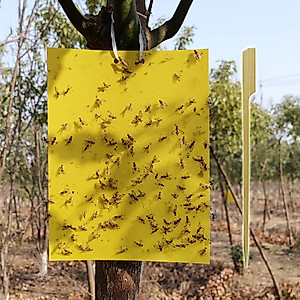 60 Sheets Sticky Fly Traps, Dual-Sided, for Flying Insect, Indoor and Outdoor, Twist Ties and Sticks Included, 8x6 Inch, Yellow