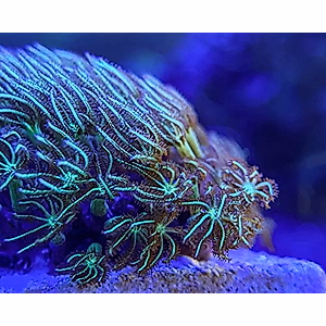 Live Coral Frag Green Star Polyp 1 inch - WWC Long Polyp/Beginner Marine Coral Reef for Saltwater Aquarium