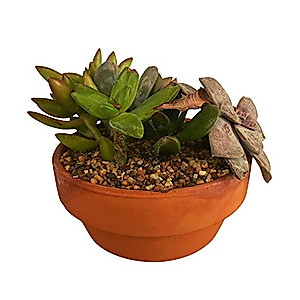 IPW Industries Water Softener Gravel - Garnet Filter Bed Media for Filter Tanks, Water Conditioners, and Water Softeners - Pure Filtration Grade Bedding Perfect for Backwashing Tanks (15 Lbs)