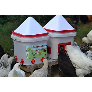 RentACoop 2 Gallon Chicken BPA-Free Plastic Bucket Waterer Set with 4 Horizontal Nipples - Corner Placement