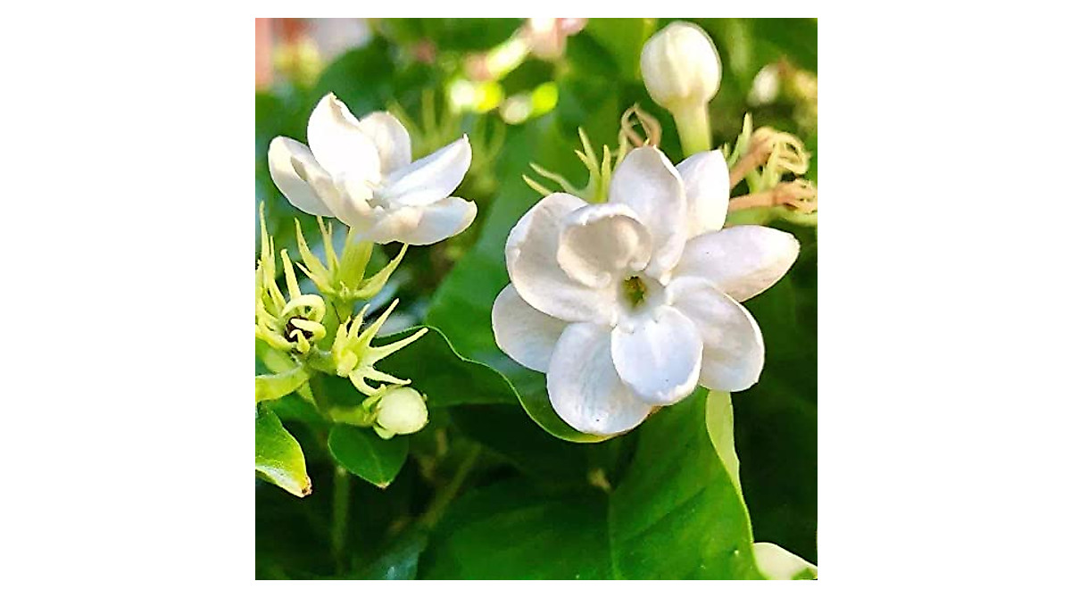 50pcs Non-GMO Jasmine Seeds - Easy to Grow