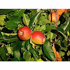 Fuji Apple Tree Live Plant Apple Fruit Tree 4 to 5 Feet Tall Planting Outdoors Apple Plant