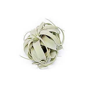 Large Xerographica Air Plants 5 to 7 Inch Wide - Air Plants Live Tillandsia Succulent House Plants Holders - Available in Wholesale and Bulk Air Plant - Home and Garden Decor - Easy Care Indoor and Outdoor Plants (1 PC)
