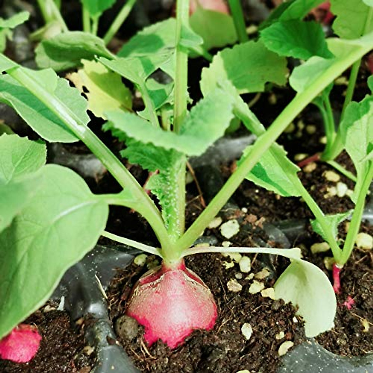 Gardzen 10-Set Garden Propagator Set, Seed Tray Kits with 150-Cell, Seed Starter Tray with Dome and Base 15" x 9" (15-Cell Per Tray)