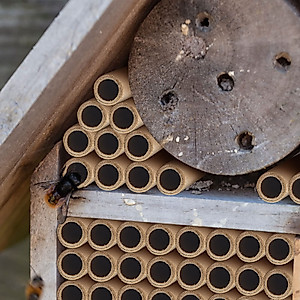 Gueevin 400 Pcs Mason Beehive Tubes 6 Inch Long Cardboard Beehive Nesting Tubes Nesting Paper Inserts for Outdoor Beekeeper's Garden House Hotel Condo Beehive Nest