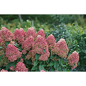4.5 in. Qt. Quick Fire 'Fab' Hydrangea, Live Plant, White and Pink Flowers