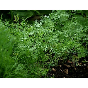 Dill Herb Seeds- Bouquet- 1,300+ Seeds