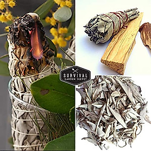Survival Garden Seeds - White Sage Seed for Planting - Grow Sustainable Smudging Incense - Pack with Instructions to Plant & Grow in Your Home Garden - Non-GMO Heirloom Variety - 3 Packet