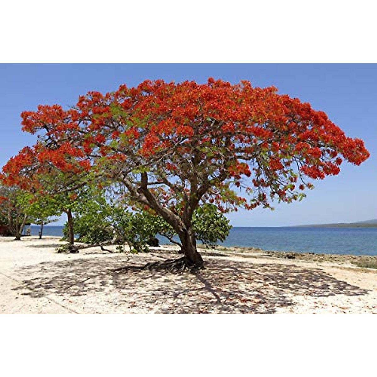 Red Flame Flamboyant Tree Seeds Royal Poinciana Delonix Regia U.S. Seller (10 Seeds)