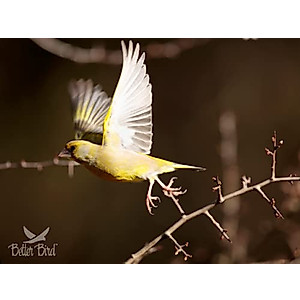 Better Bird Finch Food, 4 Lb