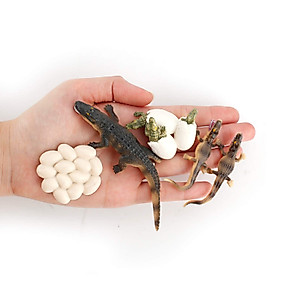 Fantarea 4 PCS Wild Wildlife Animal Figures Creatures Action Models Life Cycle Crocodile Alligator Figure Ornament Cake Toppers Party Favors Supplies Cognitive Toy for Boys Girls Kids
